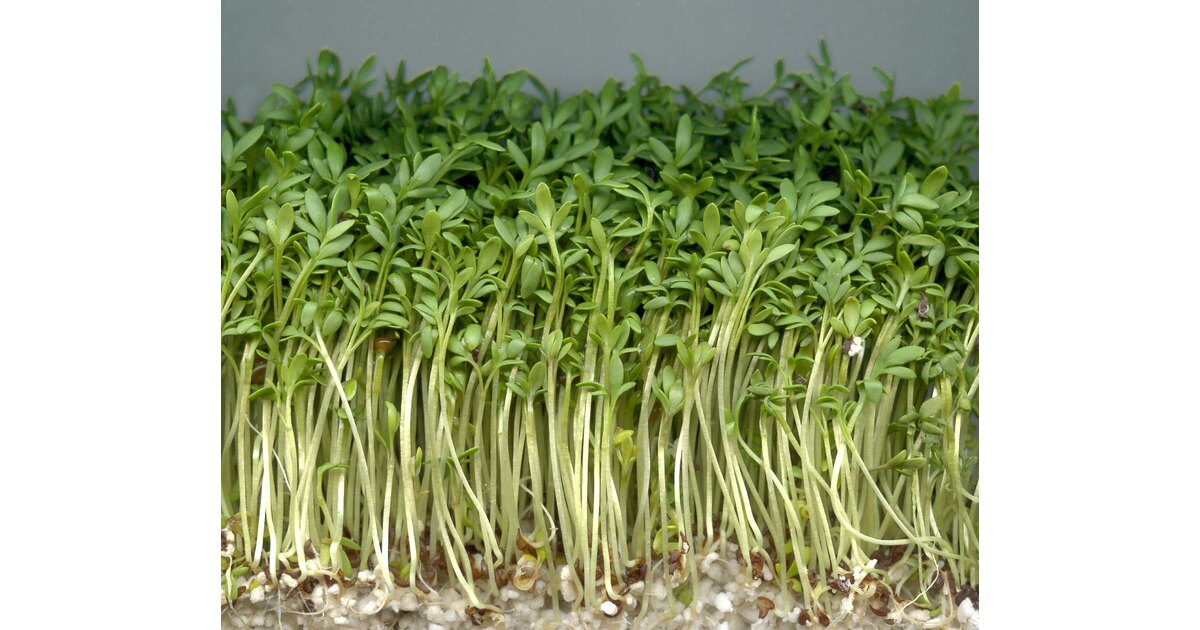 Die Sprossen und die Neuen Medien – Saiten